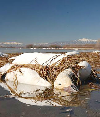 Cause of mass snow geese death revealed | Page 2 ...