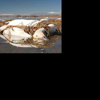 Cause of mass snow geese death revealed | Page 2 ...