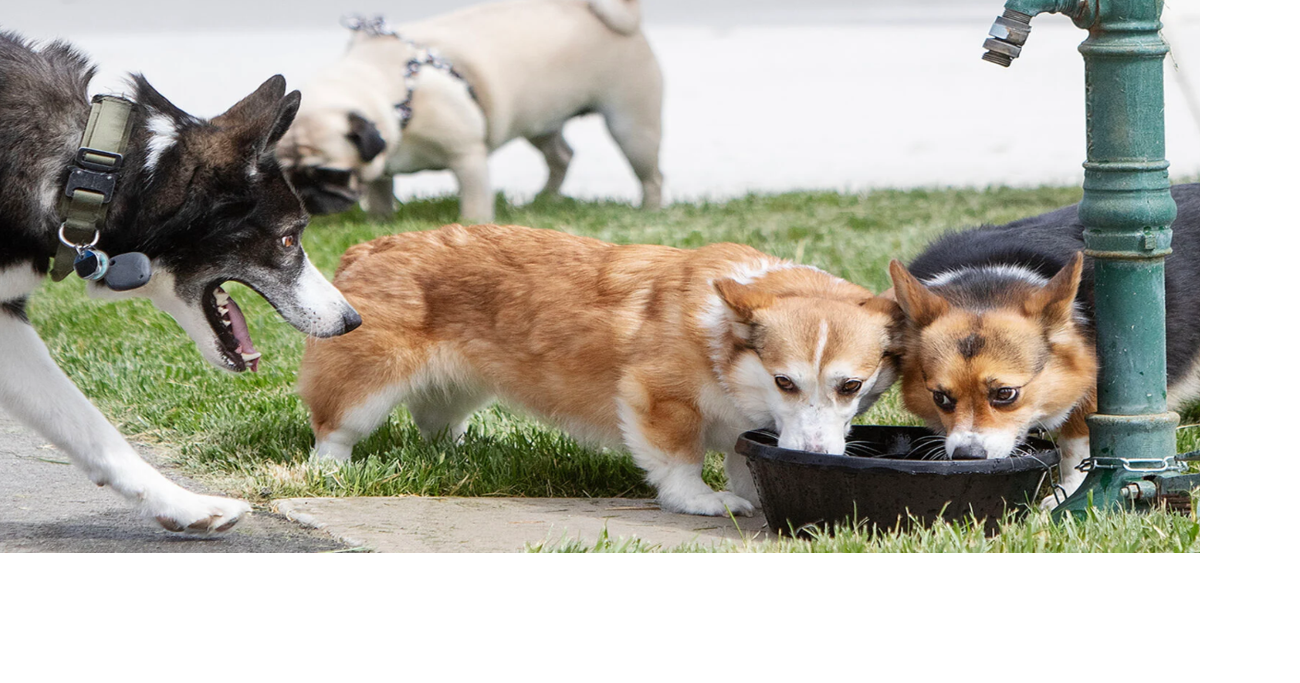 All dogs allowed: Community gathers for Huckleberry Dog Park ribbon ...