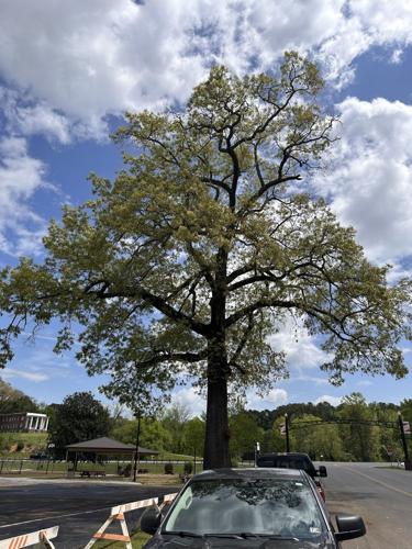 City aims to preserve historic tree | News | rheaheraldnews.com