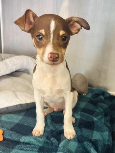 Rhea's Rescues | News | rheaheraldnews.com