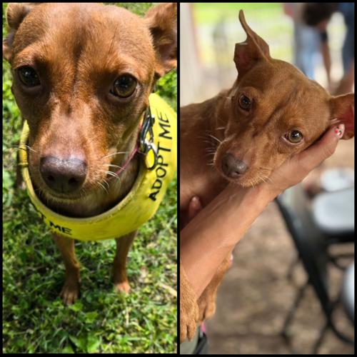 Rhea's Rescues | News | rheaheraldnews.com