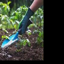 Controlling ants in your garden | News | rheaheraldnews.com