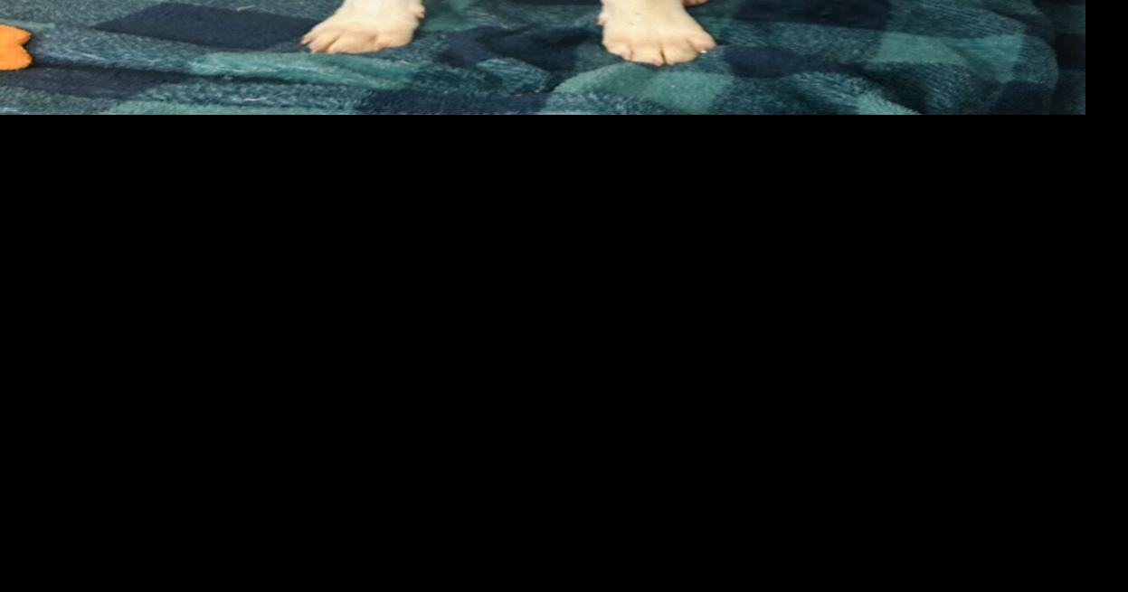 Rhea's Rescues | News | rheaheraldnews.com