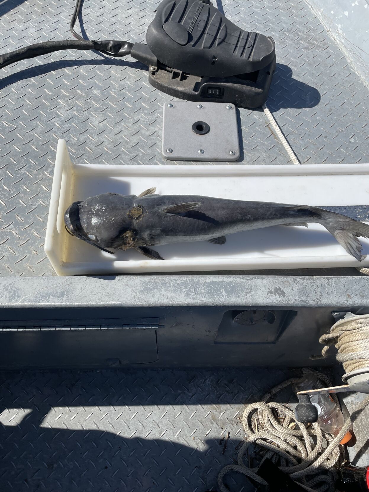 300 catfish found dead in Lake Chickamauga of mystery cause | News ...