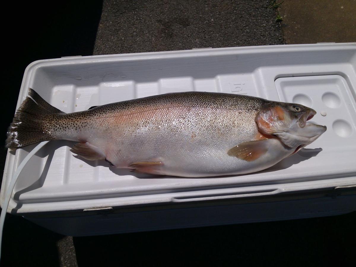 New state record rainbow trout caught in Polk County | News ...