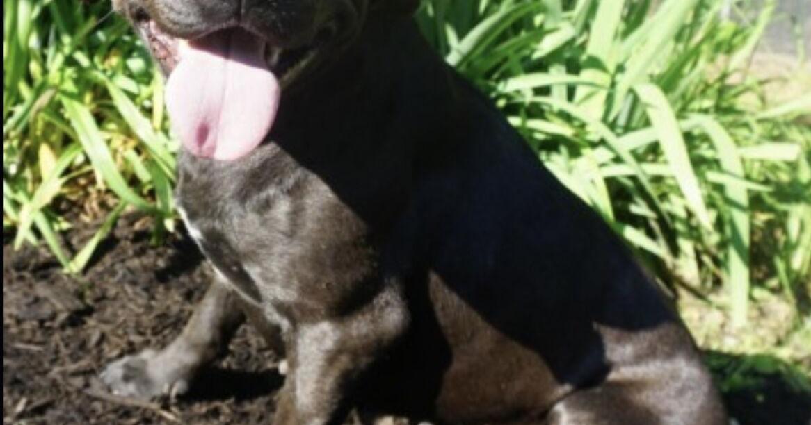Rhea’s Rescues | News | rheaheraldnews.com