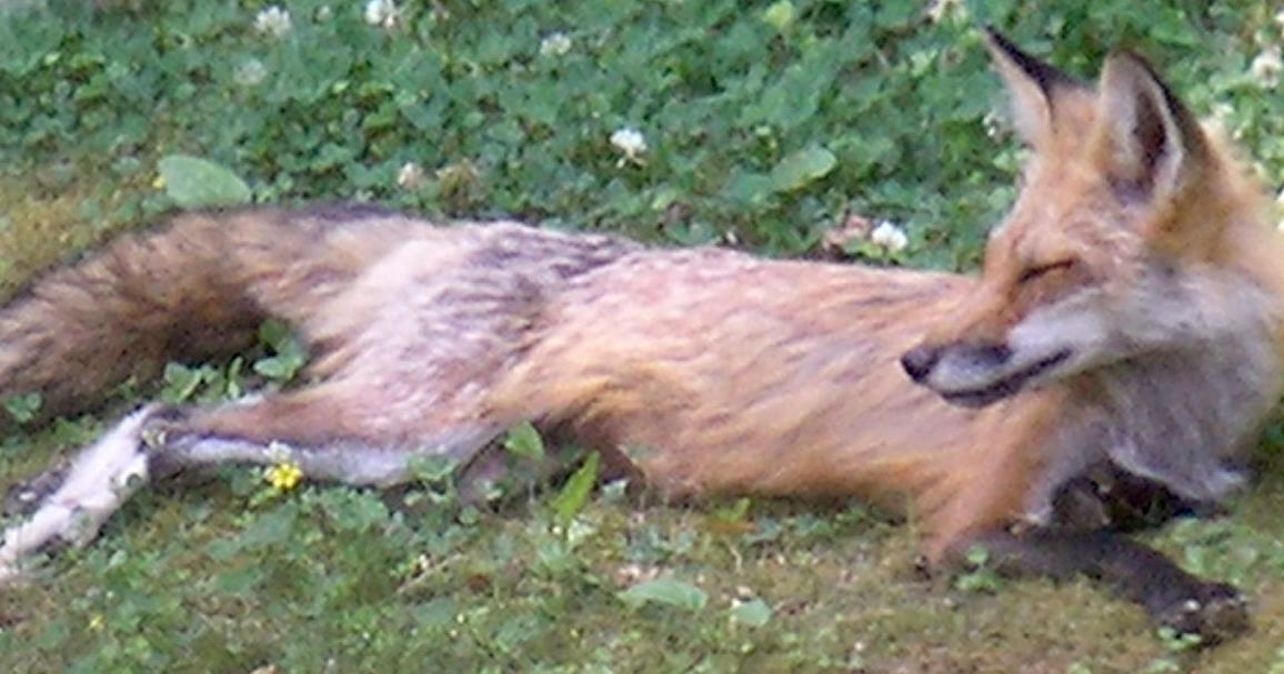 Remembering Rhea Springs: Part 19, Fox Hunting | Lifestyles ...