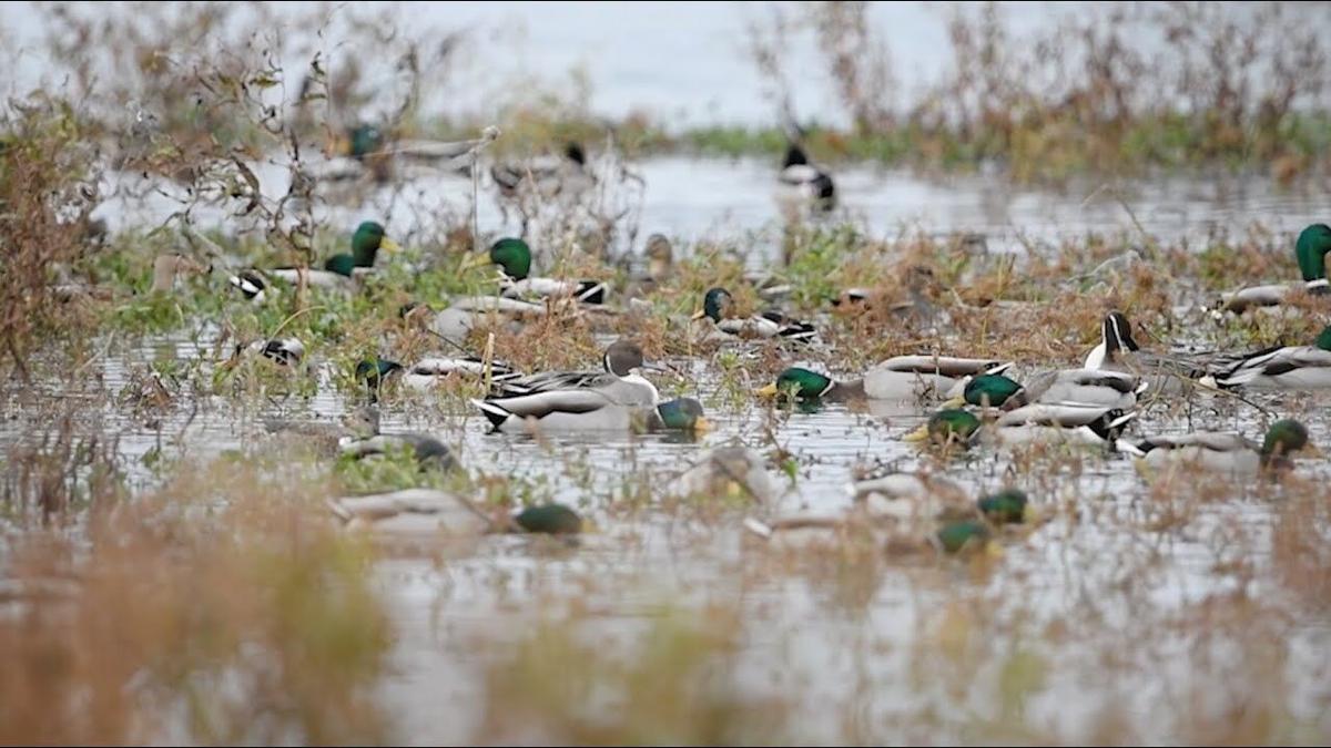Duck blind drawing application period opens soon | Sports ...