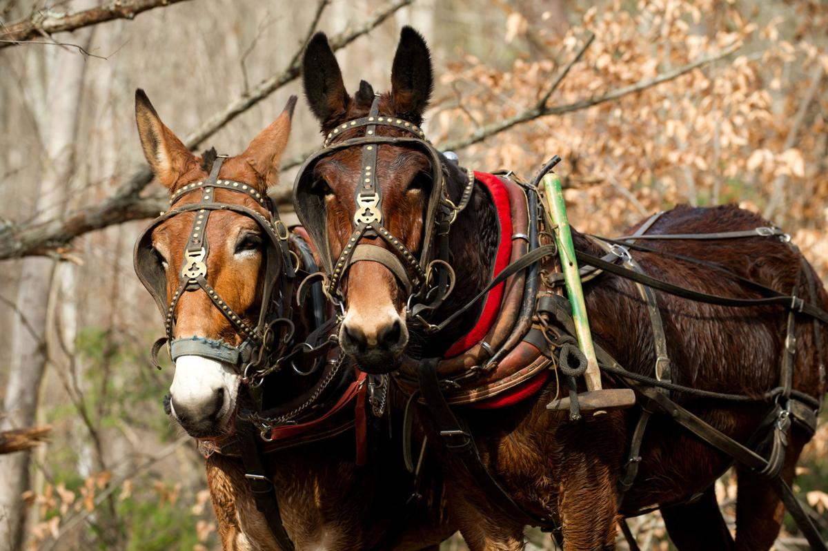 Mule-ing it over: Berea College using traditional method for log ...