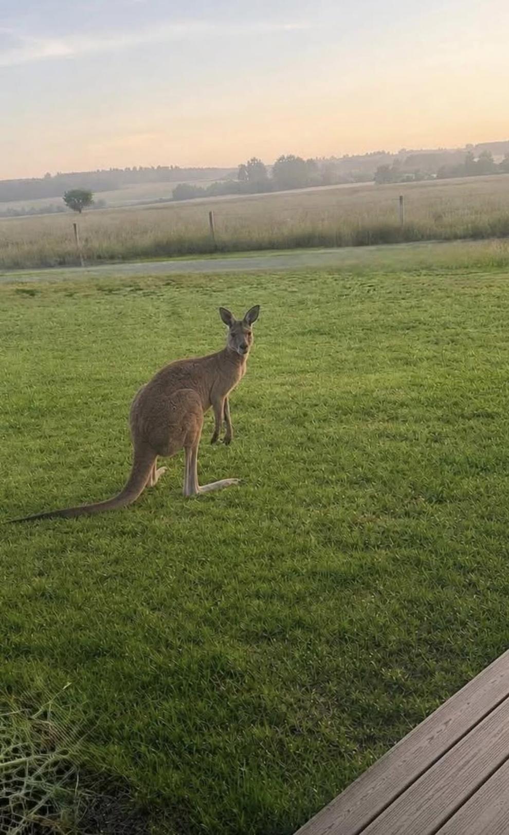 Missing Kangaroo Returned To Owner After Multi-Agency Search | News ...