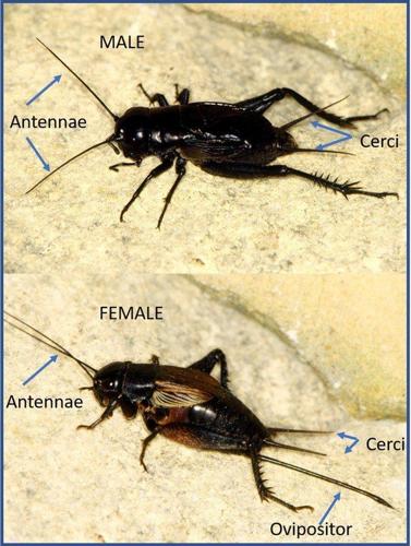 Fall crickets | Community | richmondregister.com