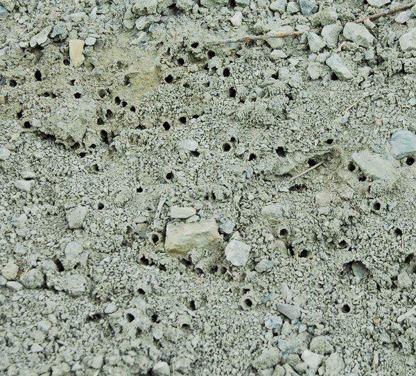 Ground-nesting and digger bees | Community | richmondregister.com