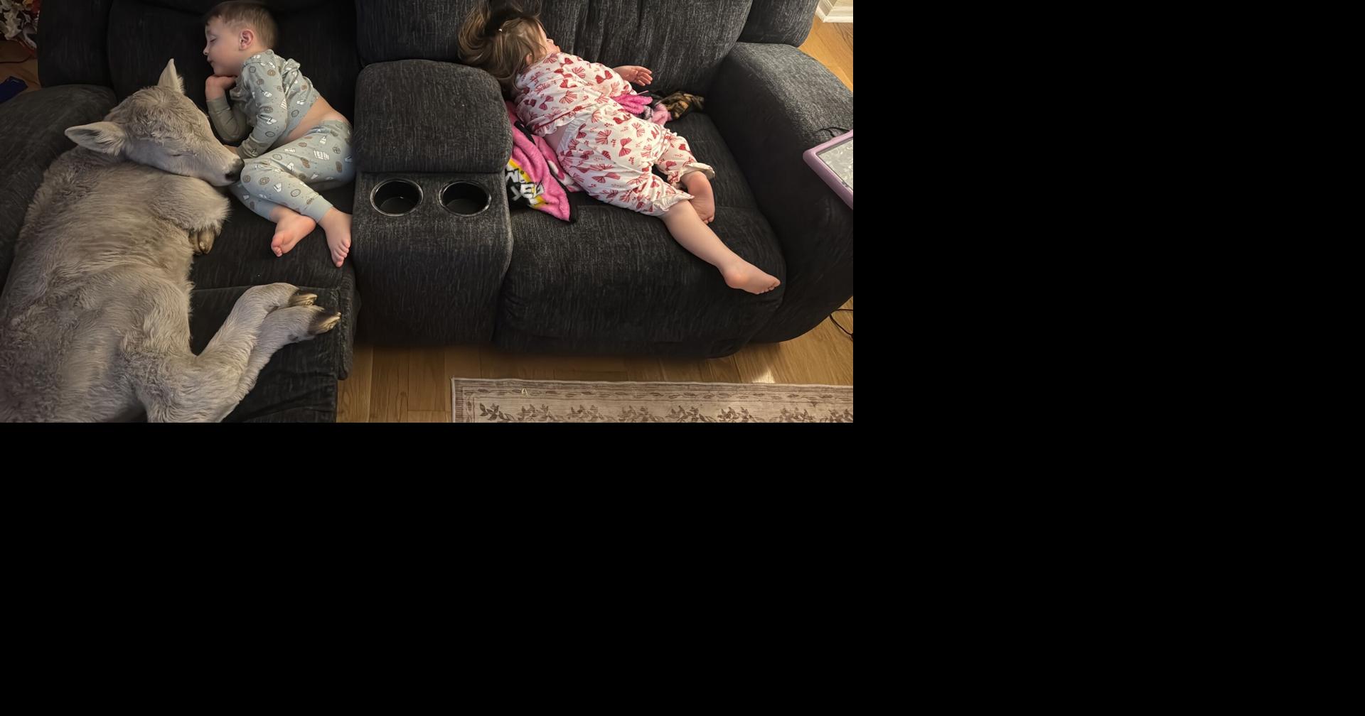 Newborn calf struggling in deep freeze brought indoors to curl up on ...