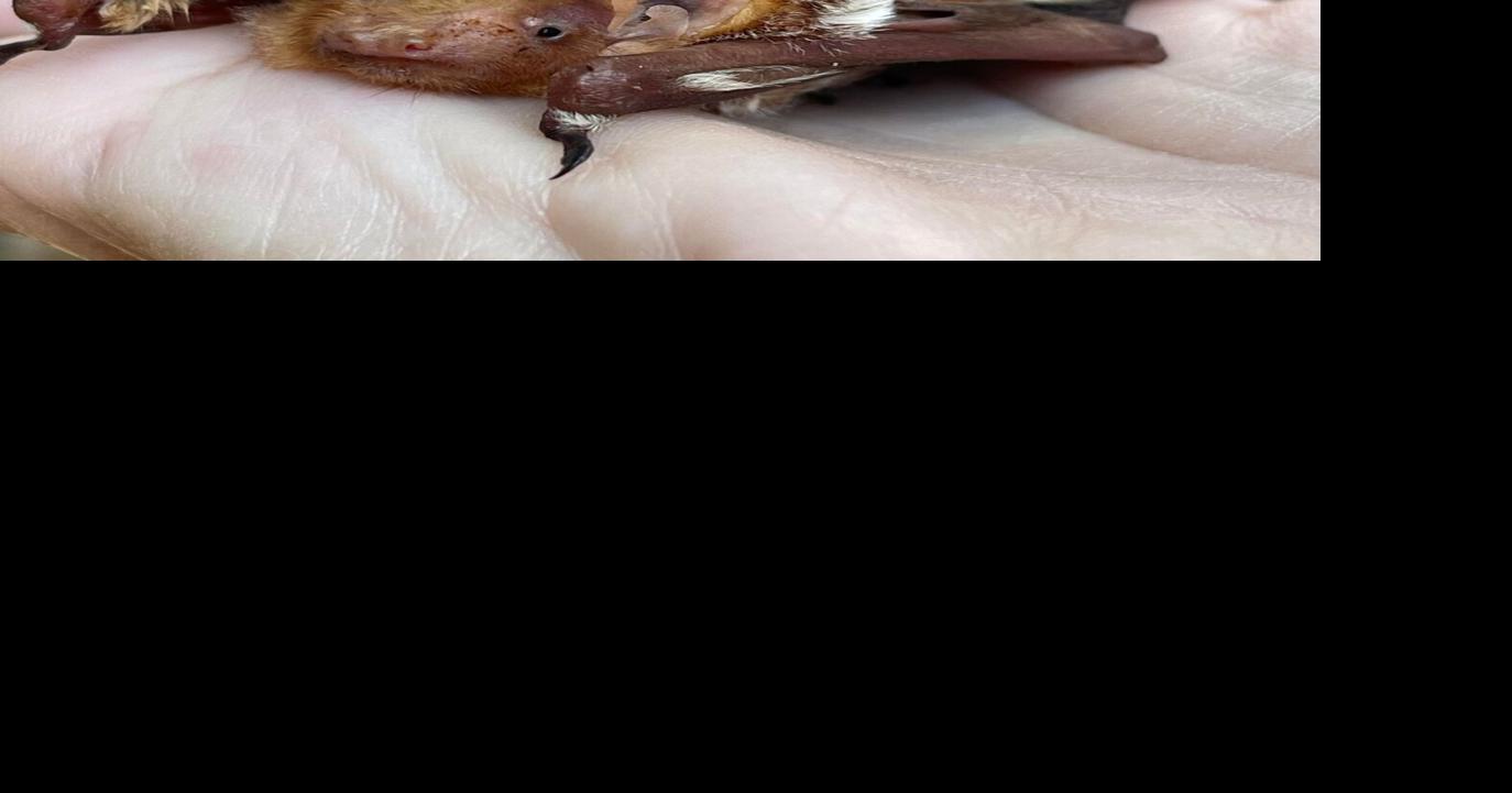 Injured bat rescued from Berea parking lot now helps educate ...