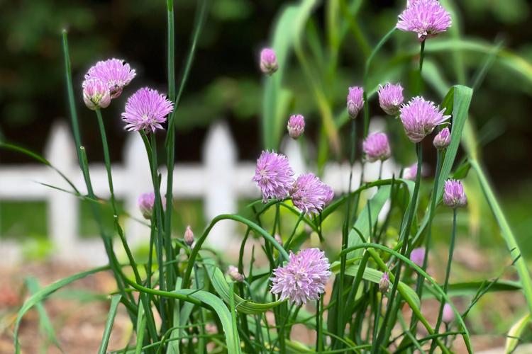Microgardening means getting a surprisingly big harvest from a ...