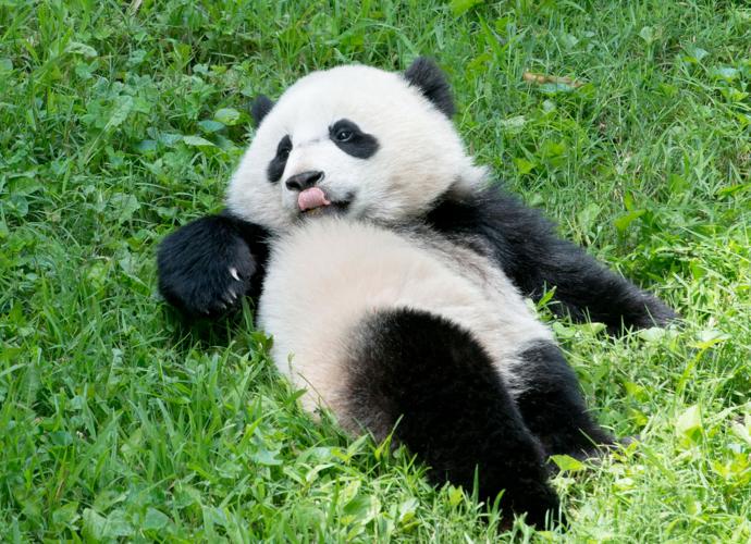 Time to start saying bye-bye to Bao Bao, the Smithsonian National Zoo's ...