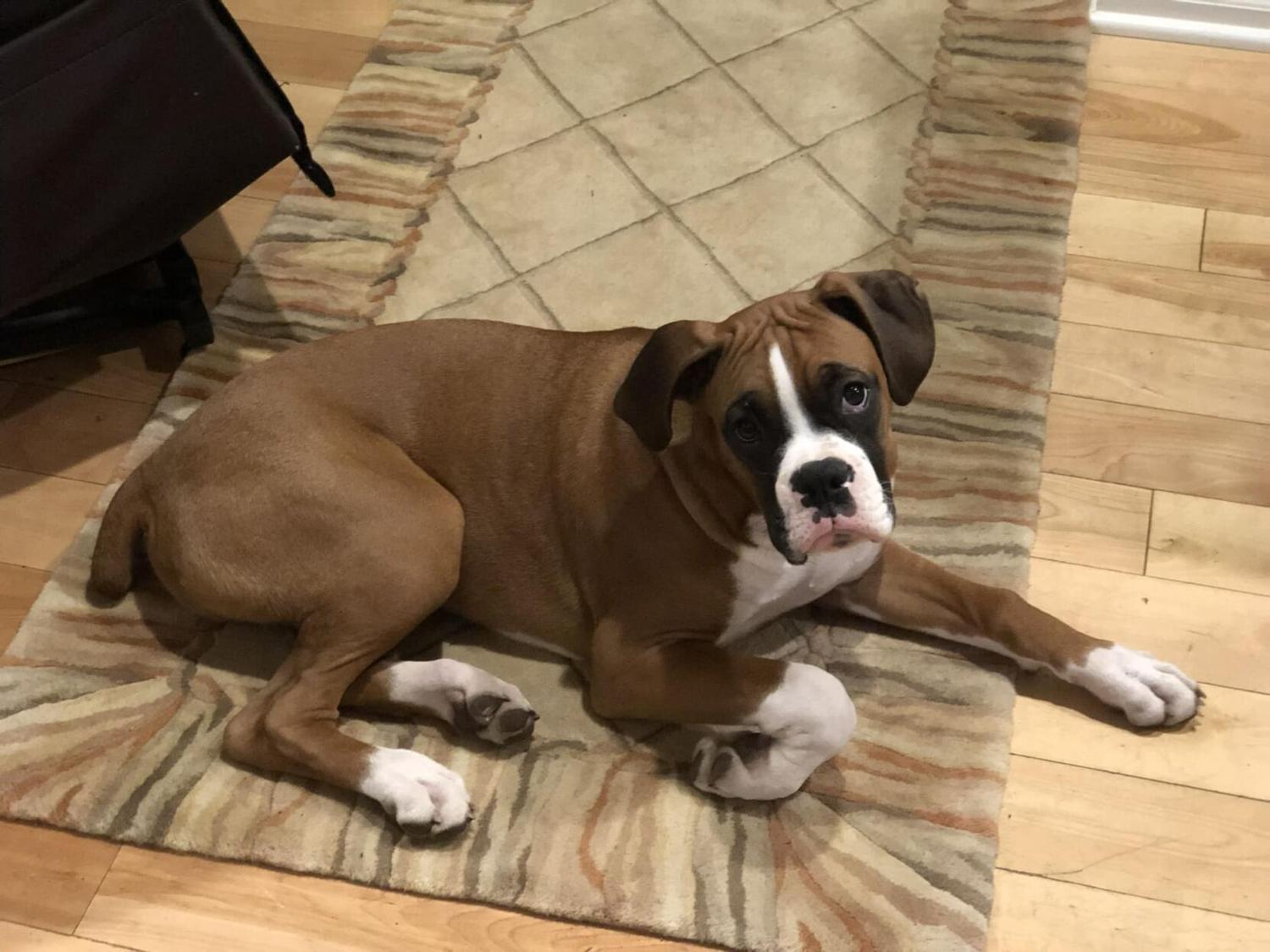 UPDATED: Have you seen me? Jake the boxer bolts from Buc-ee's | News ...