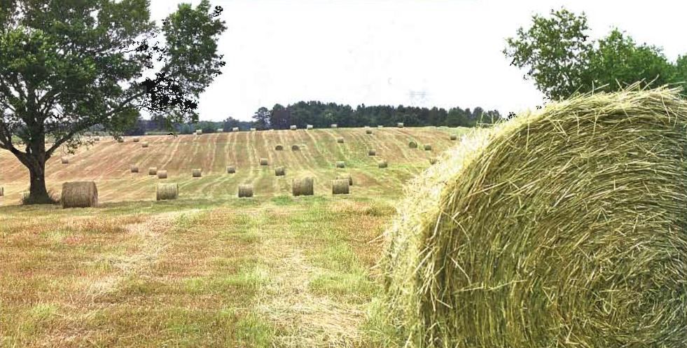 Heat damage to moist hay | Community | richmondregister.com