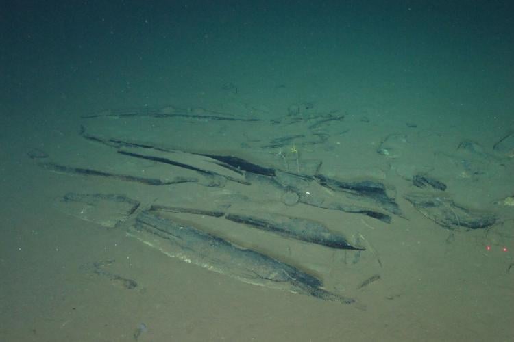 An ancient whale graveyard in the Indian Ocean teems with life ...