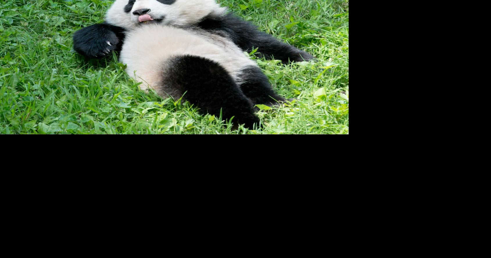 Time to start saying bye-bye to Bao Bao, the Smithsonian National Zoo's ...