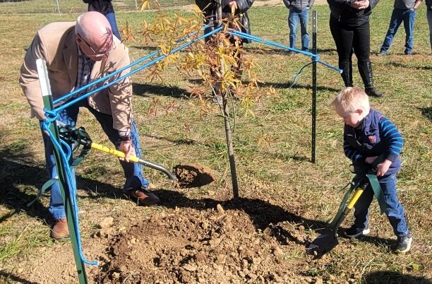 Berea celebrates Tree Week by planting willow oak | News ...