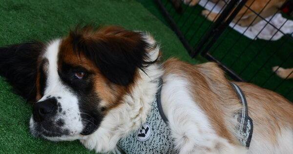 Humane society hosts vendor fair | News | richmondregister.com