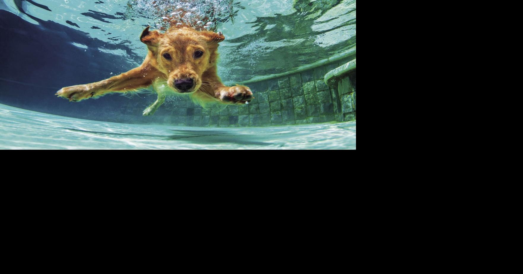 Berea Pool to host fourth annual Poochpoolooza | News ...