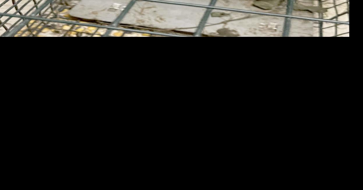 I don’t need no ’possum | Community | richmondregister.com