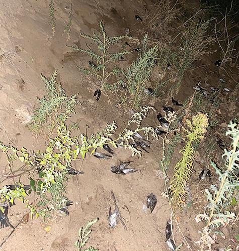 National Wildlife Center Experts Determine Bird Die-off from Emaciation ...