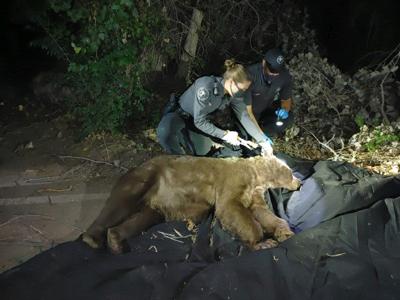 Bear Sightings Increase As They Ready for Winter | Local News ...