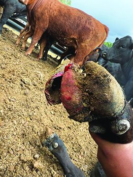 Fire Threatens Ranchers’ Livelihood | News | riograndesun.com