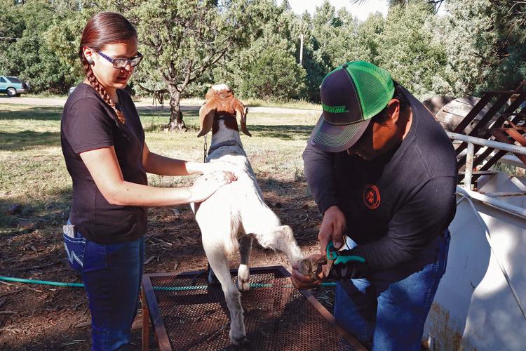 County Fair Contestants Enter Crunch Time | News | riograndesun.com