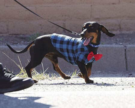 Fiesta Fun 2024 | News | riograndesun.com