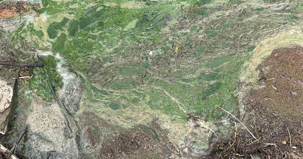 Harmful Algae Blooming Earlier at Abiquiu Lake | News | riograndesun.com