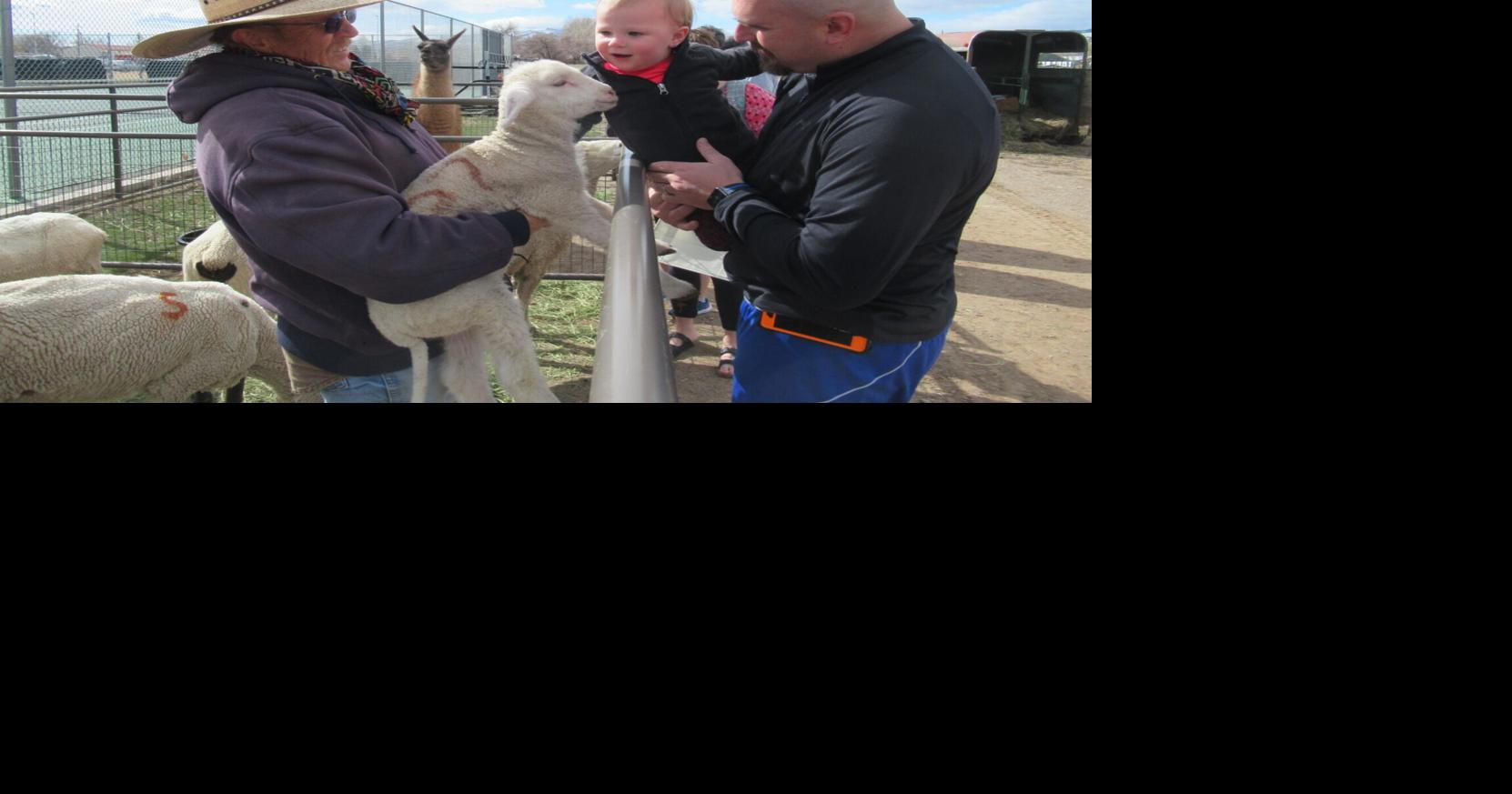 Sheep Shearing Day April 29 in Lander | News | rivertonranger.com