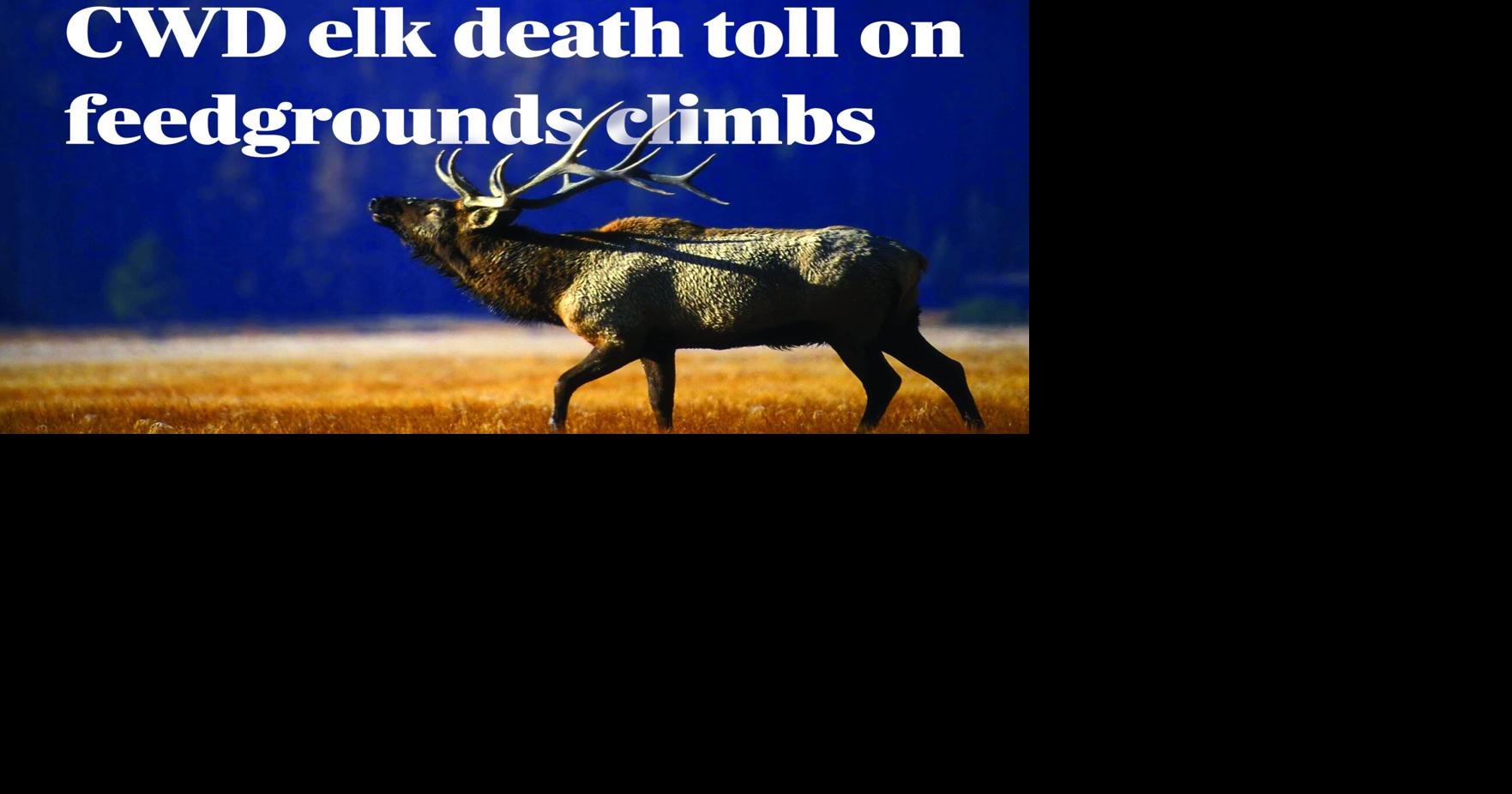 CWD elk death toll on feedgrounds climbs | State News | rivertonranger.com