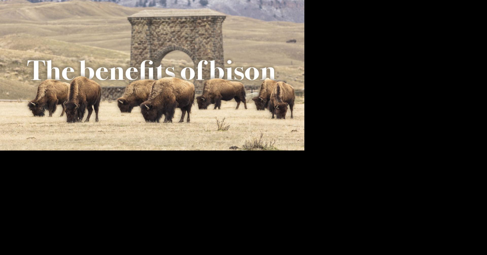 Researchers find benefits of bison grazing, movement in Yellowstone ...