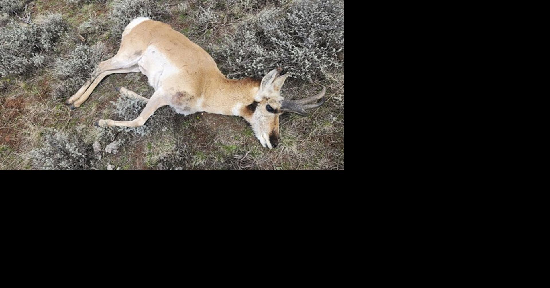 A dozen dead pronghorn | News | rivertonranger.com