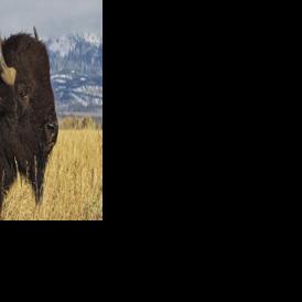 ‘The American Buffalo’ to debut on PBS | News | rivertonranger.com