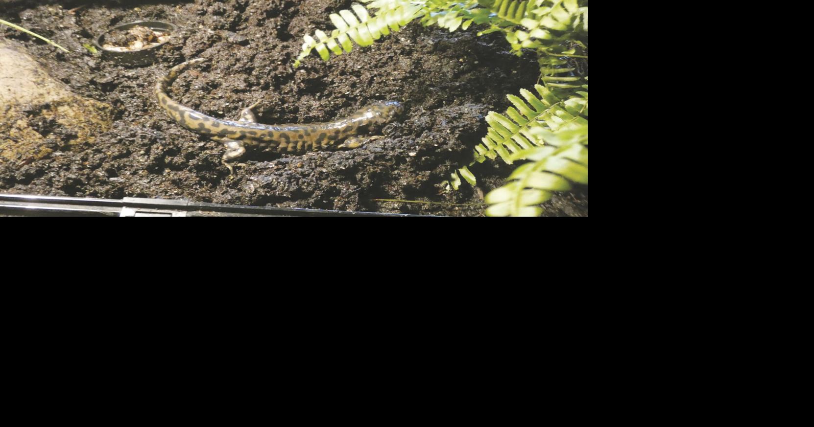 Ferrets, snakes and salamanders | News | rivertonranger.com