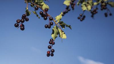 chokecherry when to pick