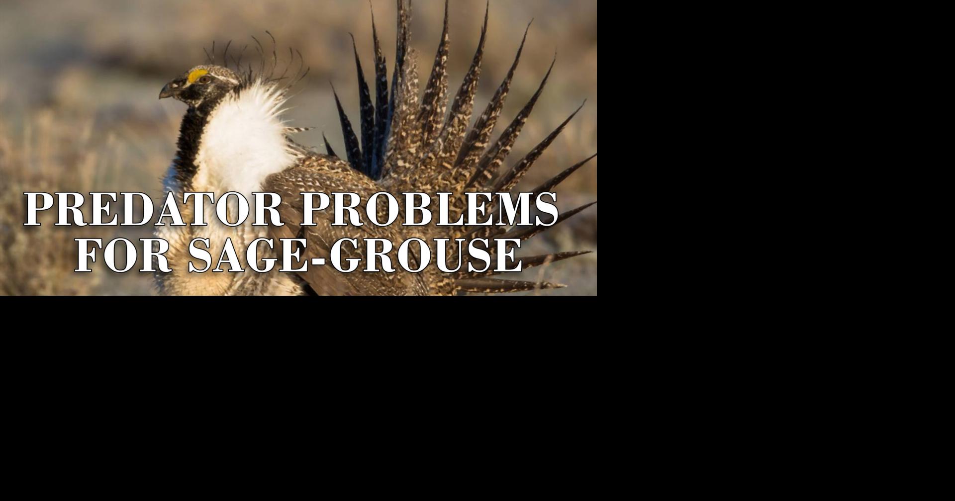 Predator problems for sage-grouse | State News | rivertonranger.com