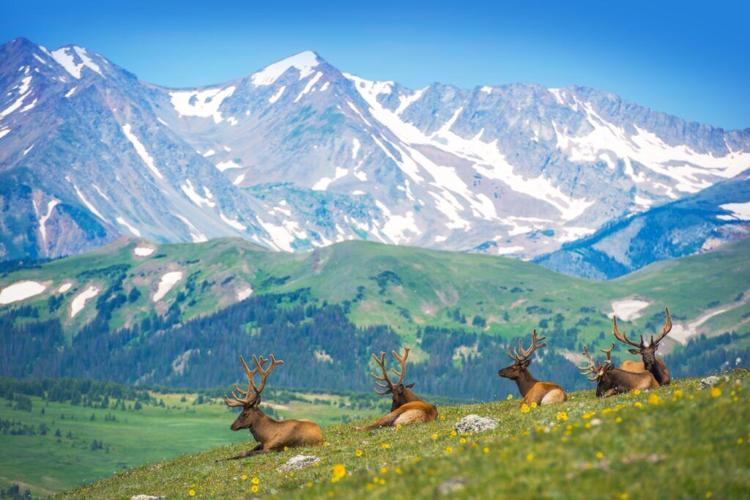 Learn the basics of Elk hunting | News | rivertonranger.com