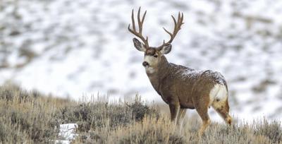 Mule deer monitoring provides valuable info on winter mortality ...