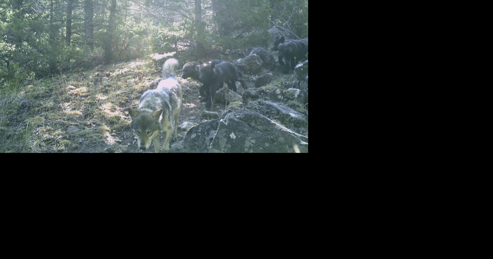Yellowstone-area wolves observed moving pups to follow elk — upending ...