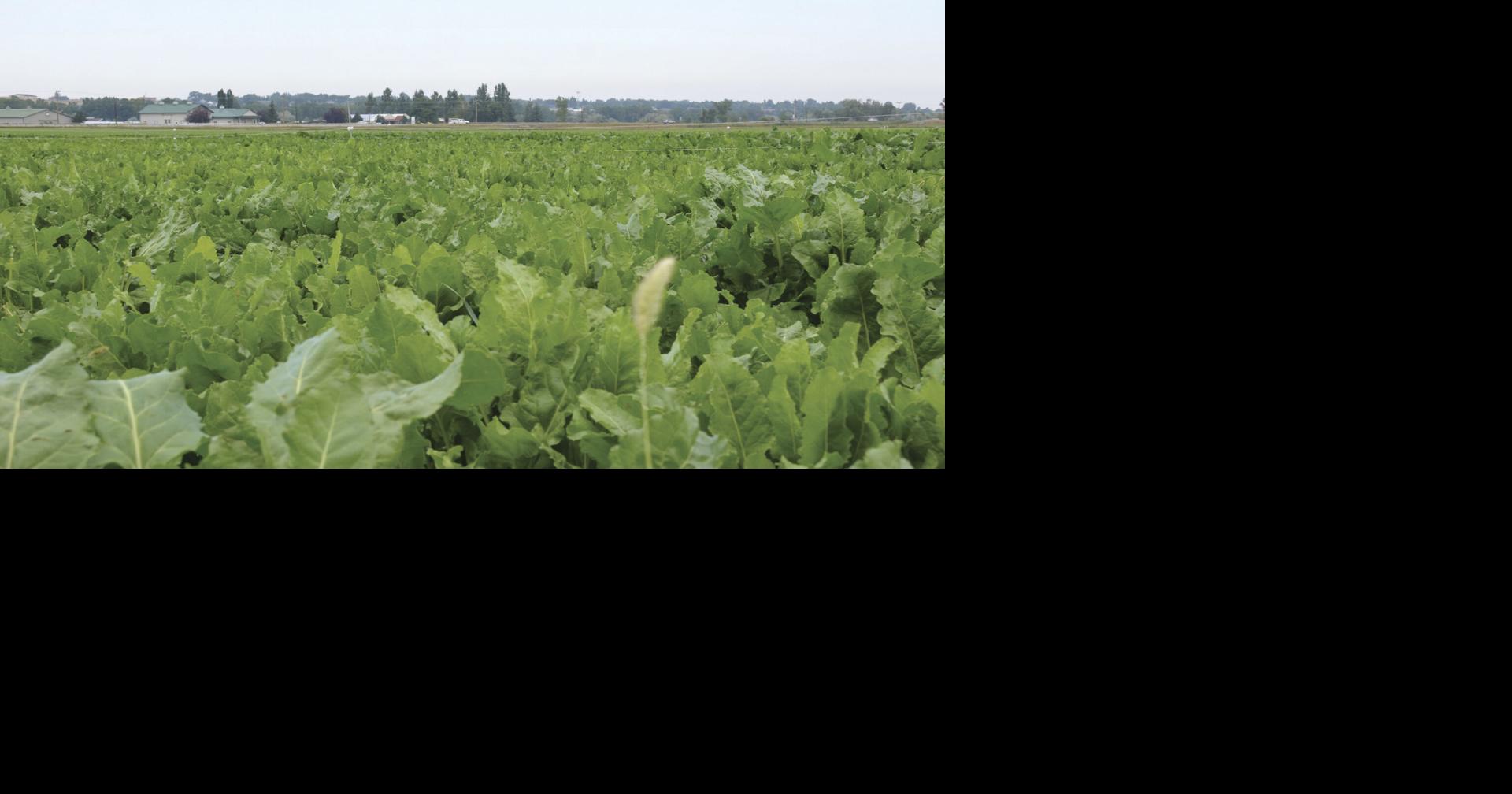 Extension offers sugar beets conference | News | rivertonranger.com