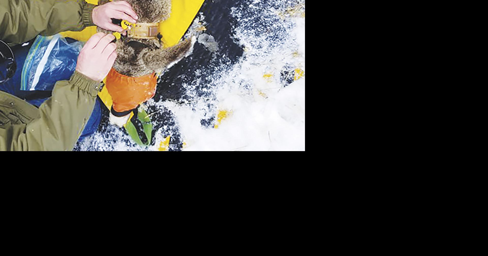 More tracking efforts aim to understand CWD spread | State News ...