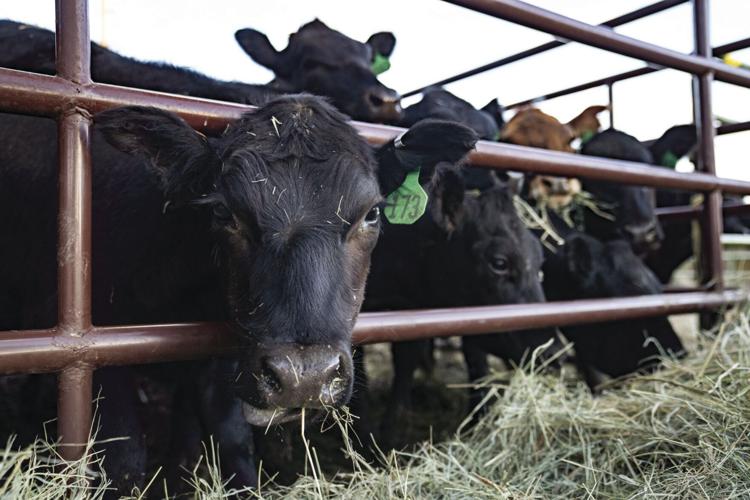 Locals hold their own at Arapaho Rodeo Tour | News | rivertonranger.com
