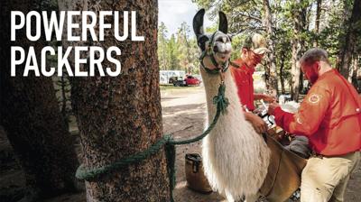 Powerful packers | News | rivertonranger.com